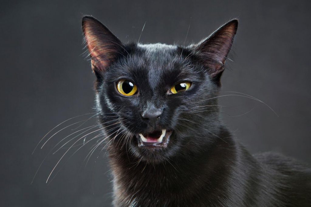 De ce miauna pisica - Toate Animalele De ce miauna pisica - Toate Animalele