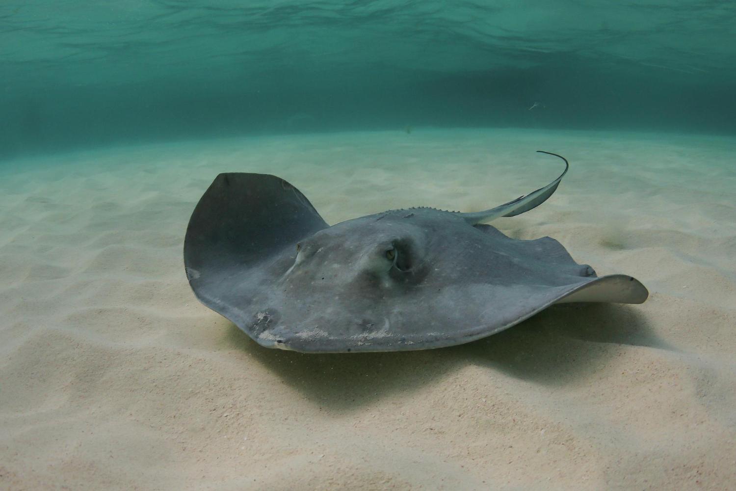 Vulpe de mare (Dasyatis pastinaca) - Informatii si retete - Toate Animalele